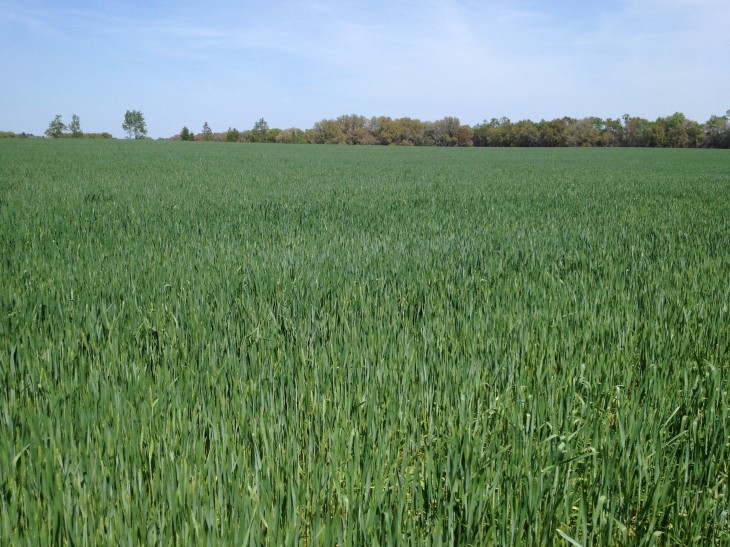 Area Farmers Assess Wheat Crop Following Freeze – Florida Crops