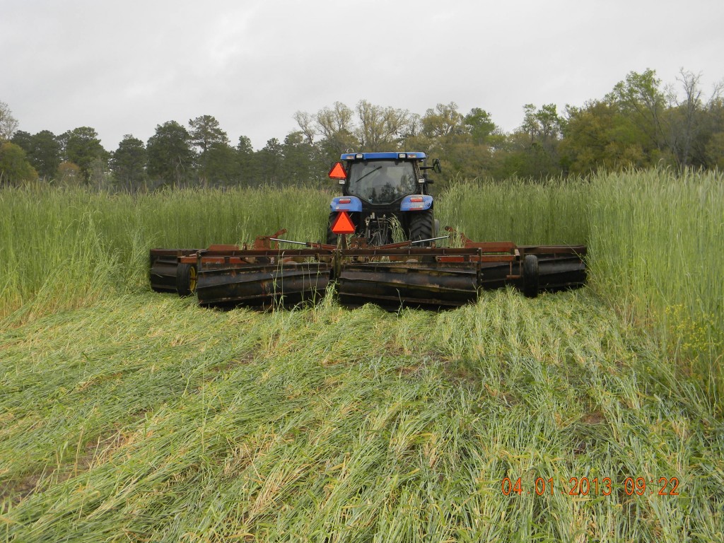 Farmers Rolling Cover Crops – Florida Crops