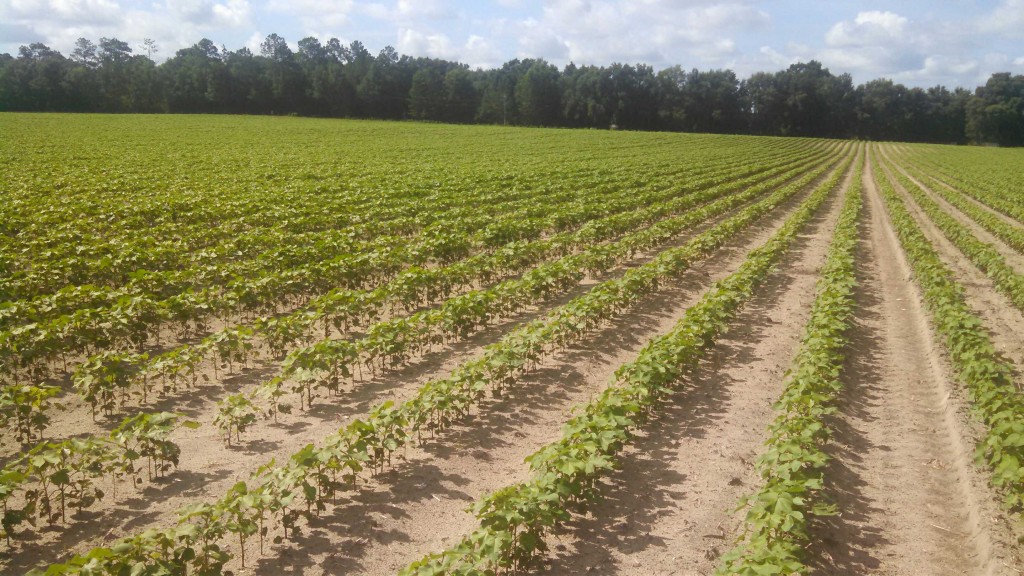 Mix of Crops in North Florida – Florida Crops
